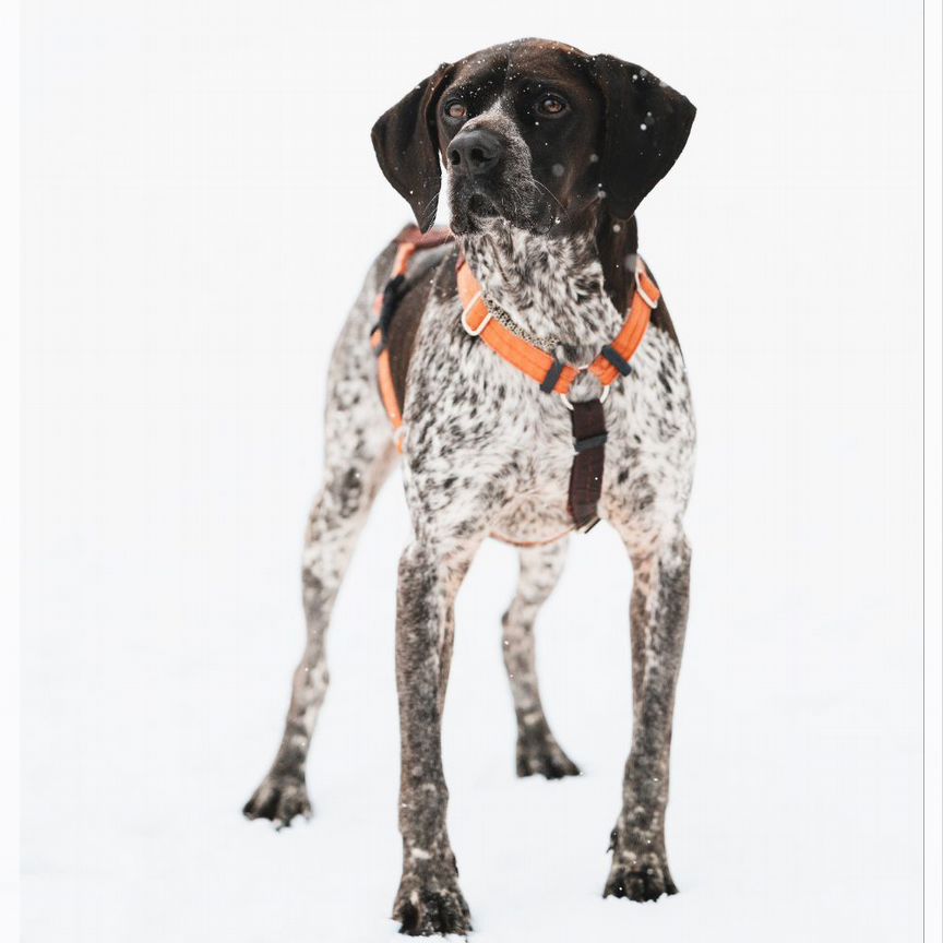 Английский пойнтер, взрослый пёс