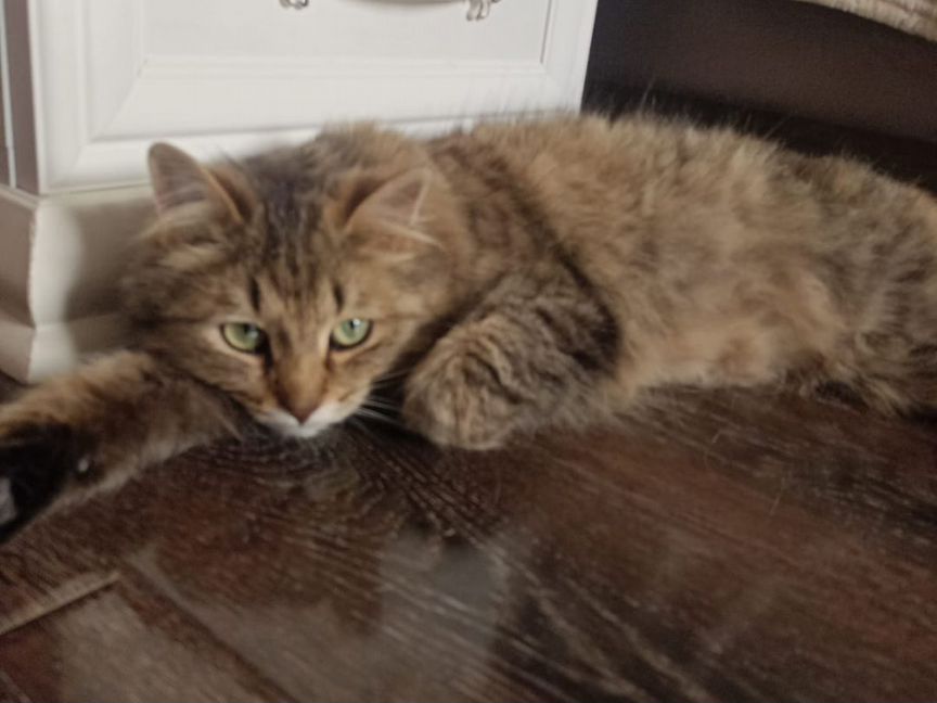 Девочка стерилизована 8 мес