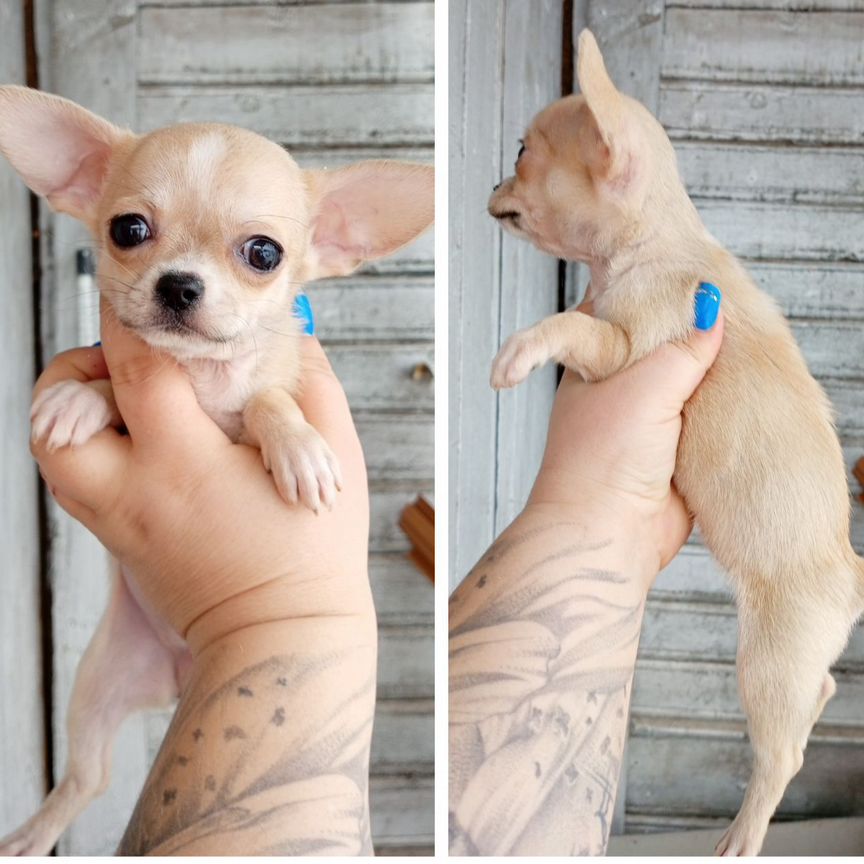 Чихуахуа мини куколка