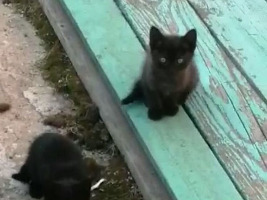 Бездомные котодетки)