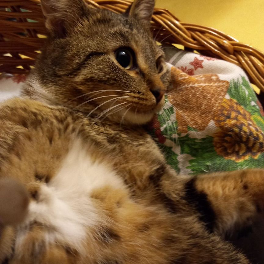 Кошки в добрые руки