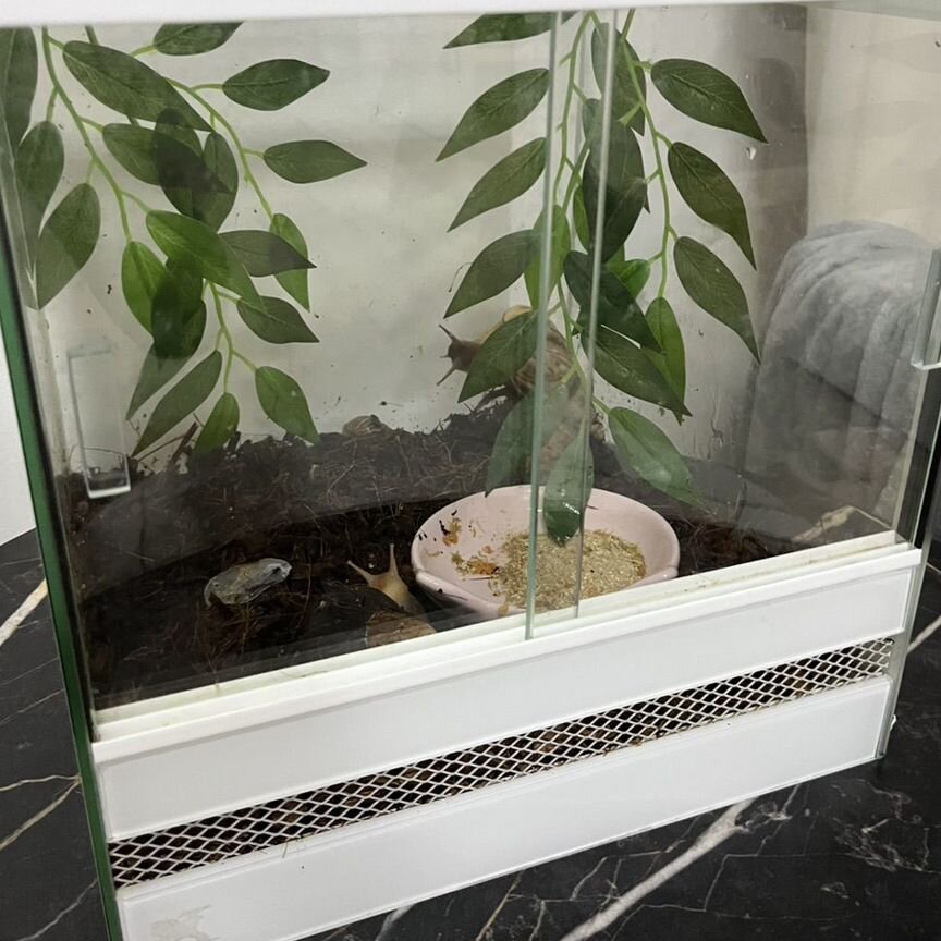 Аквариум с улитками