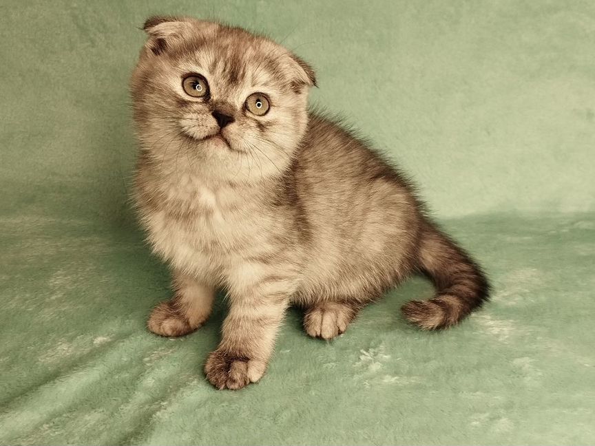 Шотландские котята разных окрасов 2 мес