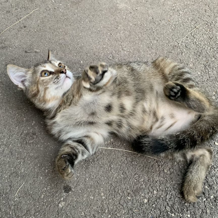 Котенок - девочка в добрый дом
