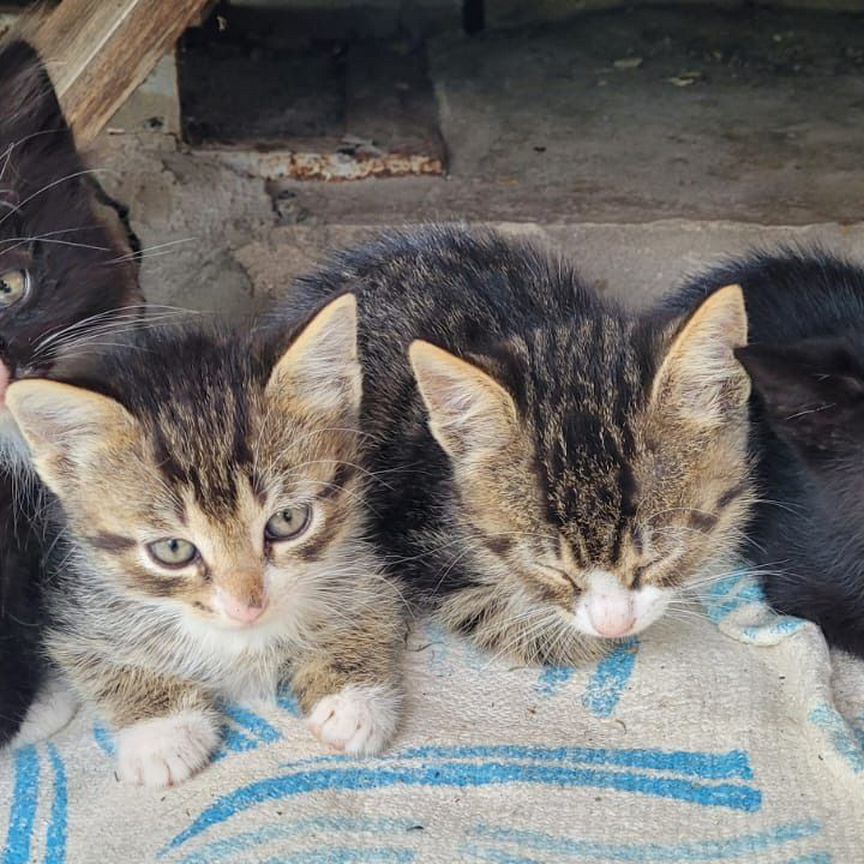 Котята в добрые руки