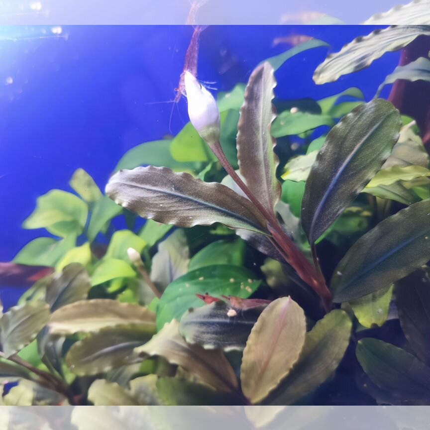 Аквариумные креветки вишня