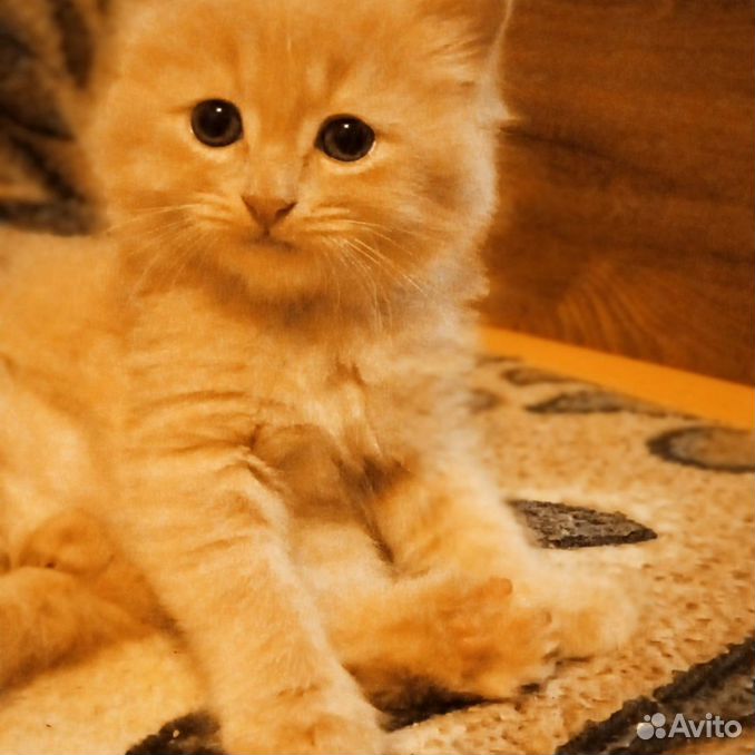 Котята за символическую плату