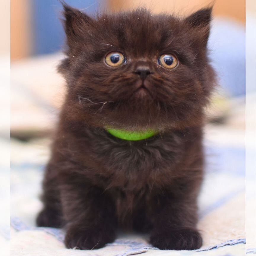 Британский длинношёрстный котёнок