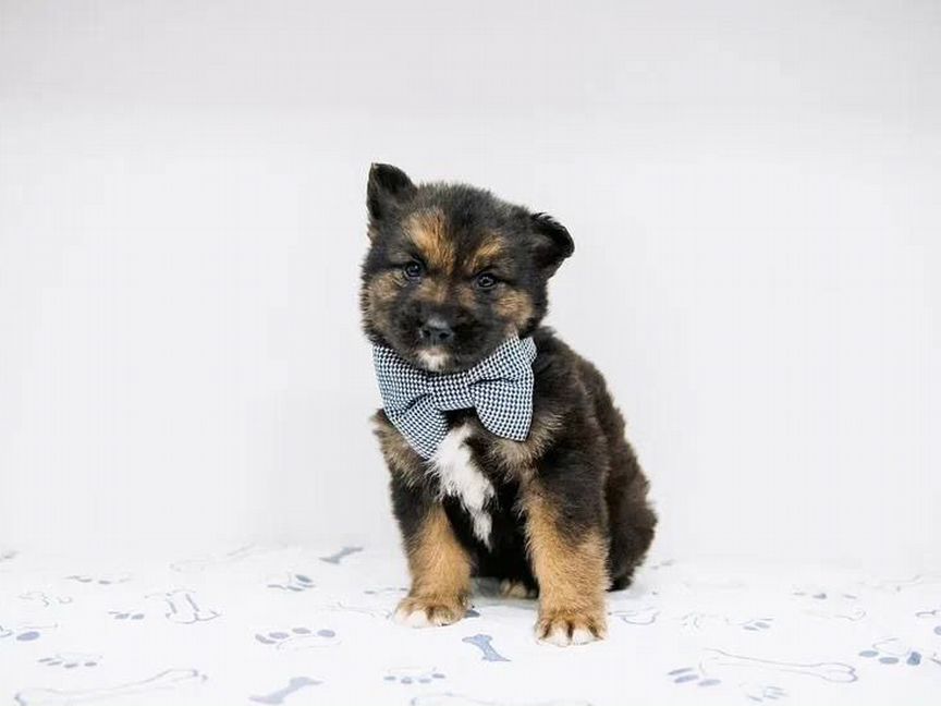 Шенок из приюта в добрые руки бесплатно