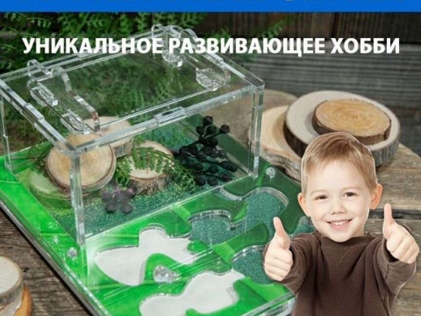 Муравьиные фермы Муравьи Формикарий