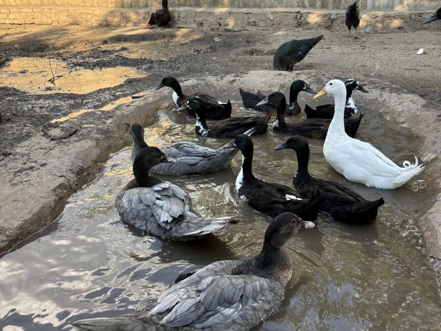 Индоутки тяжелой линии