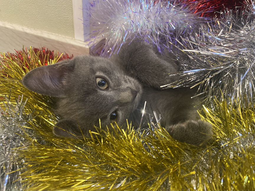 Котёнок гладкошерстный 2,5 мес