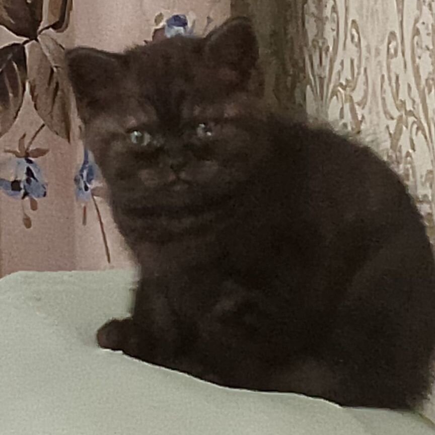 Британские котята