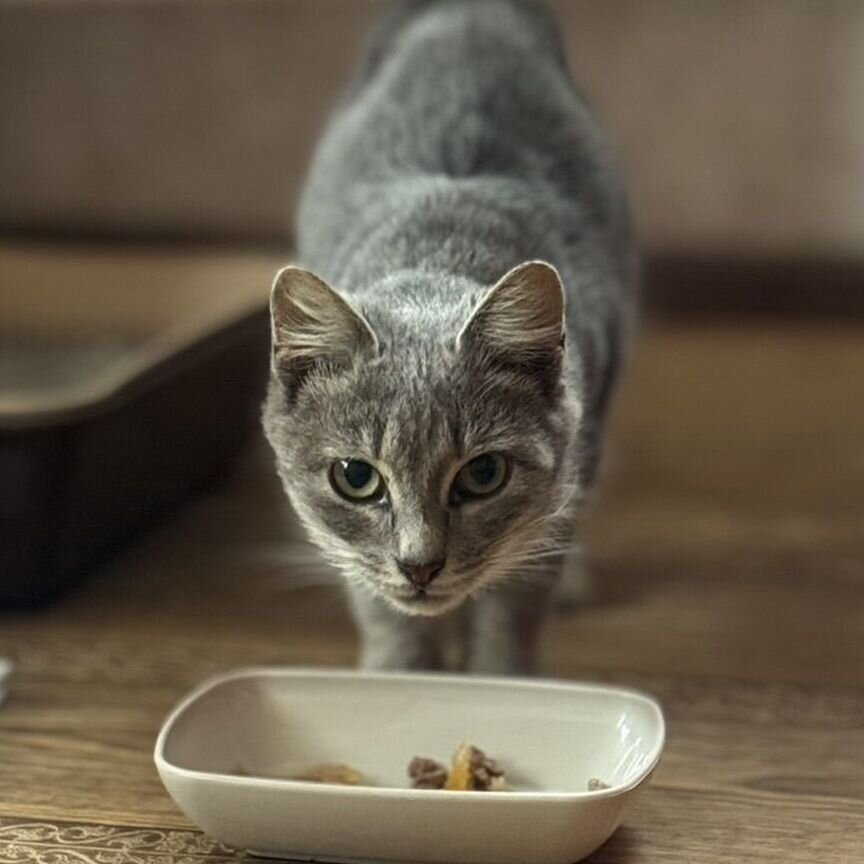 Взрослая кошка в добрые руки