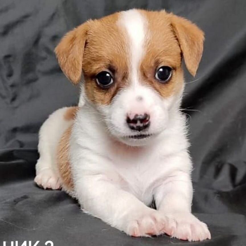 Щенки джек рассел терьер