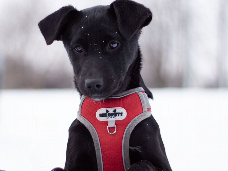 Щенок в добрые руки