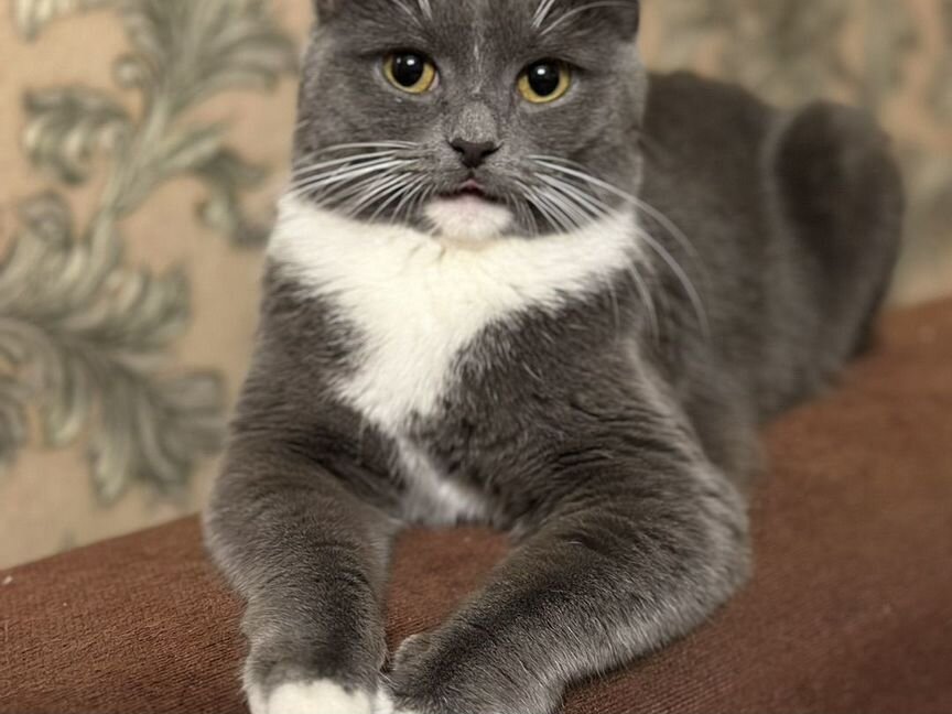 Кошечка