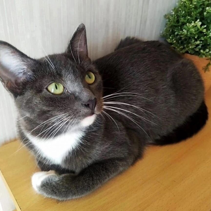 Взрослая кошка в добрые руки