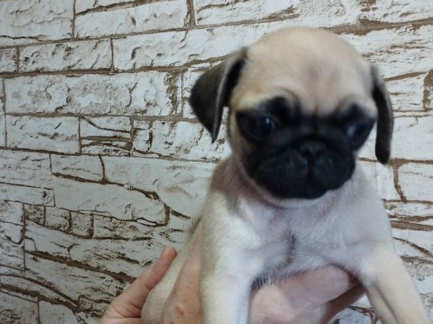 Щенки мопса девочки