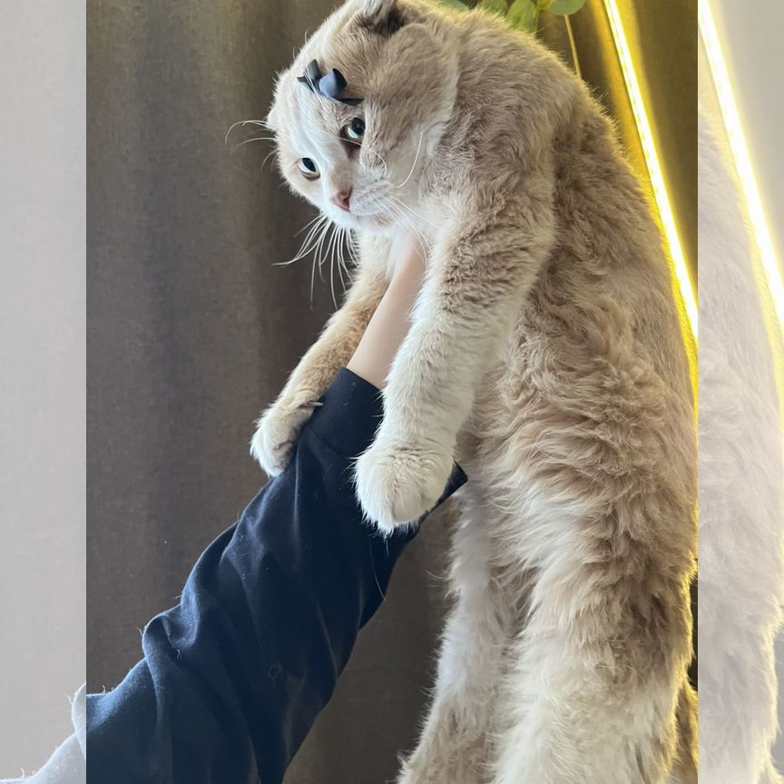 Британский короткошёрстный котёнок