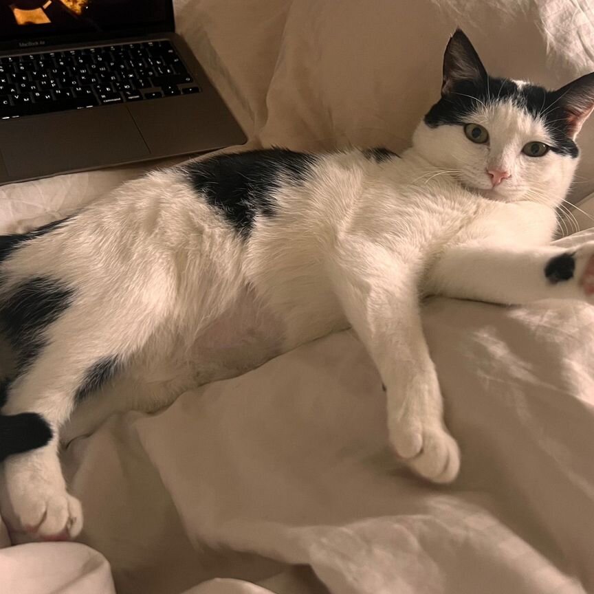 Котик в добрые руки мальчик