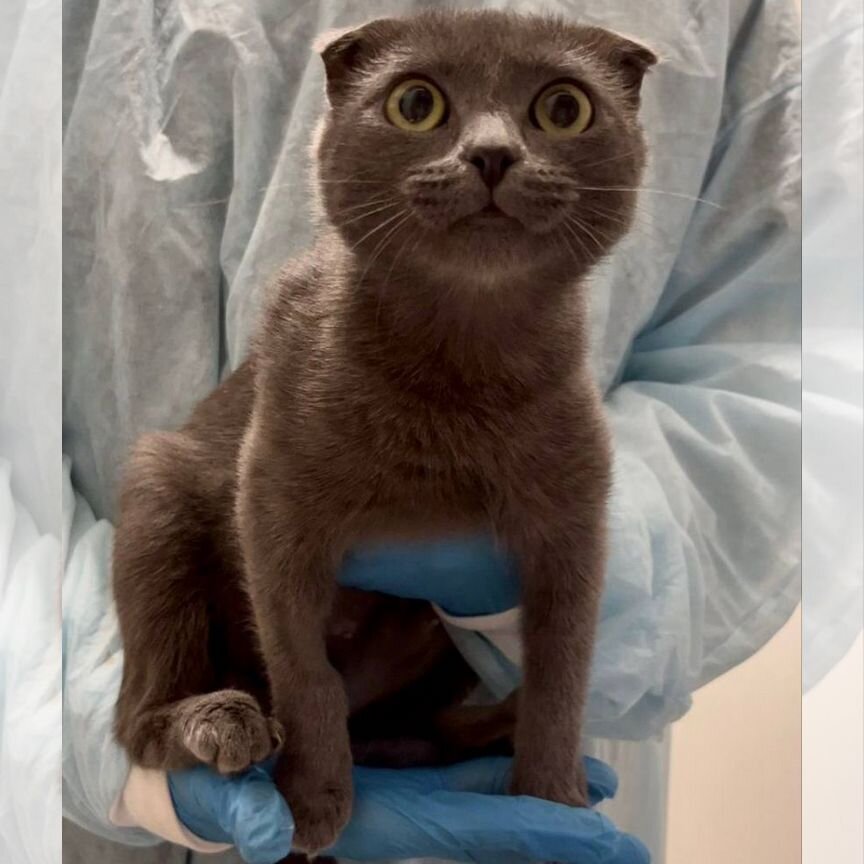 Шотландская вислоухая короткошёрстная кошка, взрослая