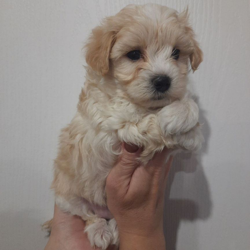 Щенки мальти-пу