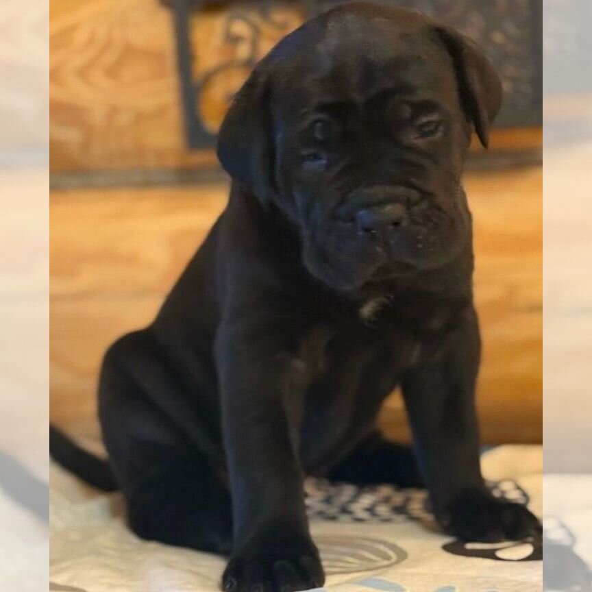 Кане-корсо, щенок