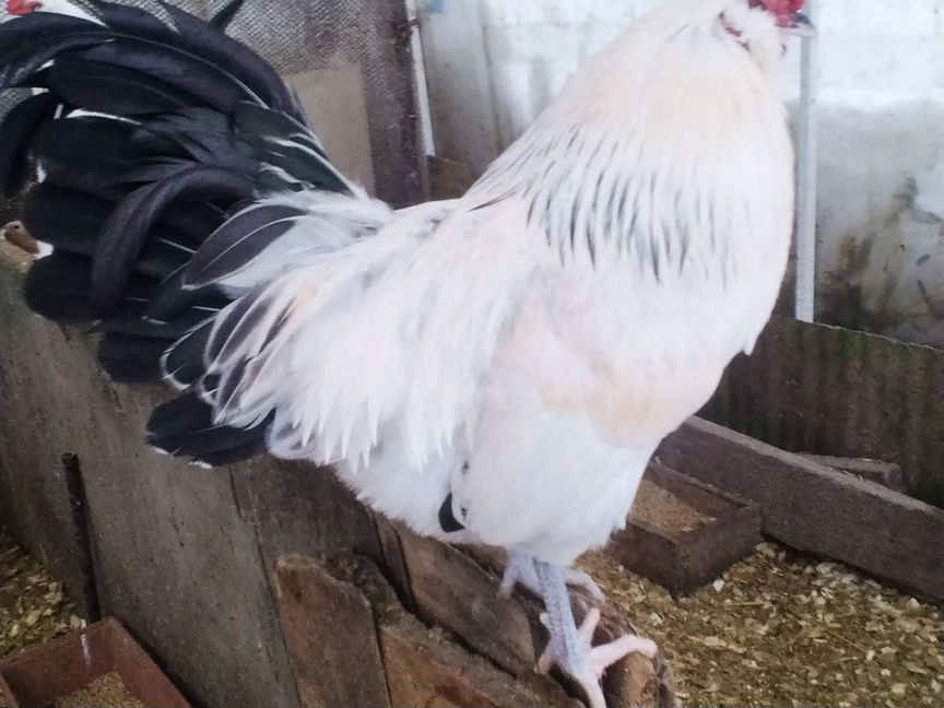 Петушок небольшой просто красавец