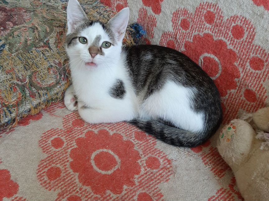 Ласковый котик 3 мес - в добрые руки