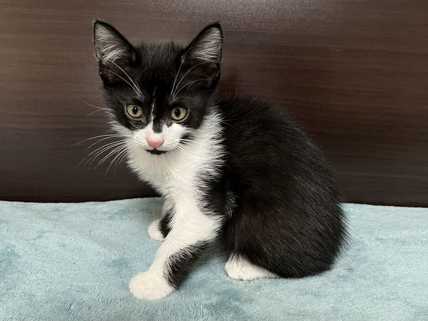 Котенок мальчик в добрые руки