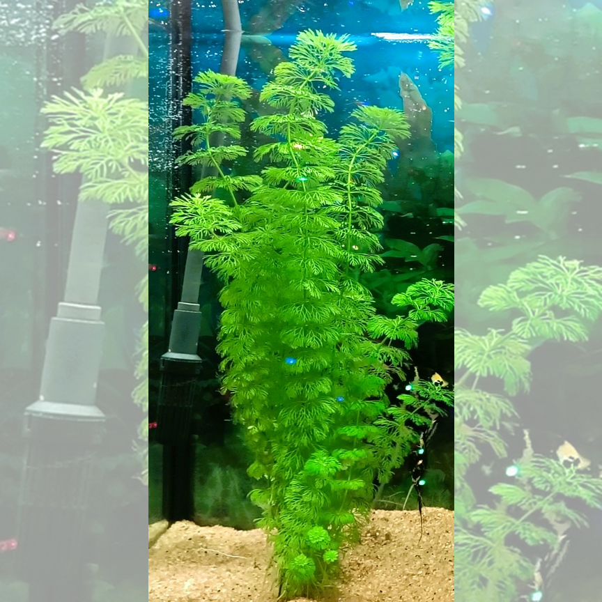 Кабомба каролинская растение в аквариум