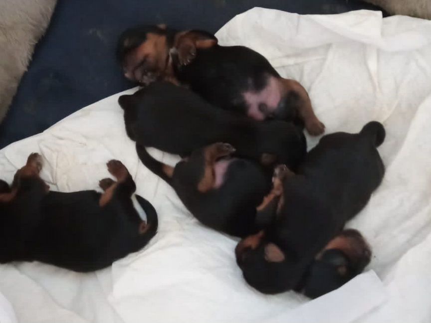 Йоркширский терьер щенки стандарт