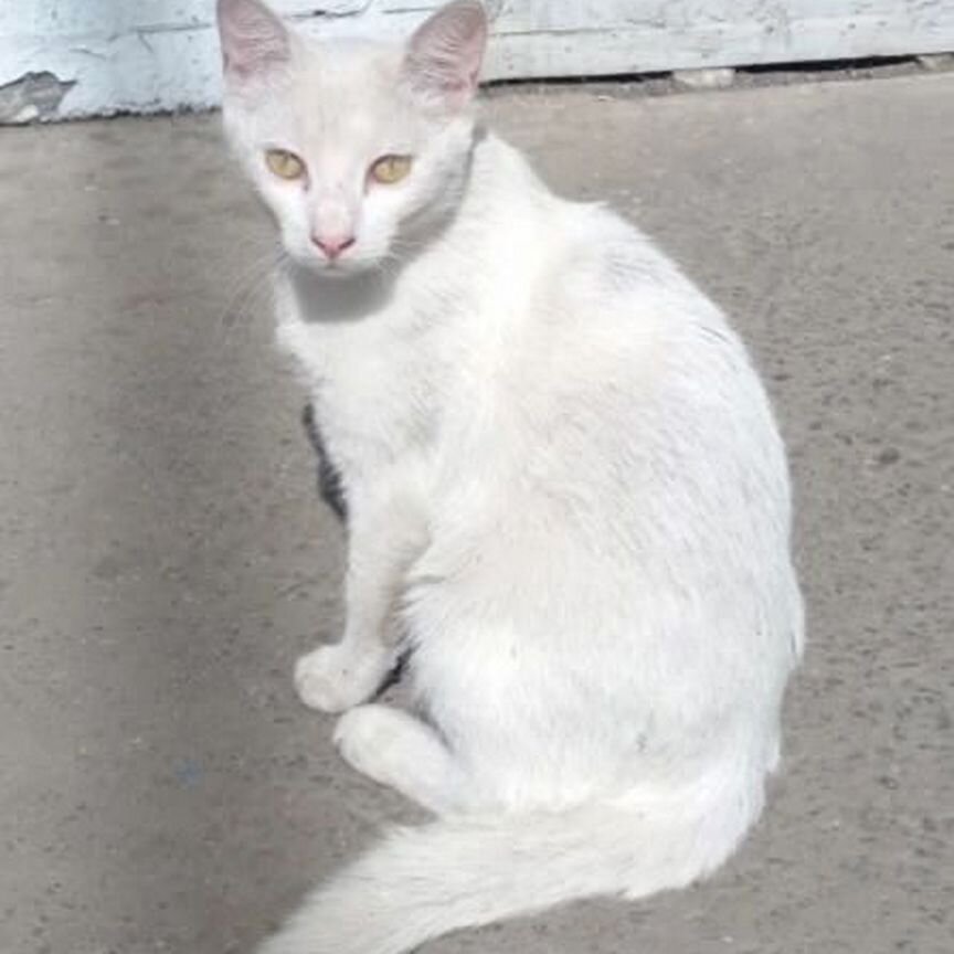 Кот в ожидании хозяина