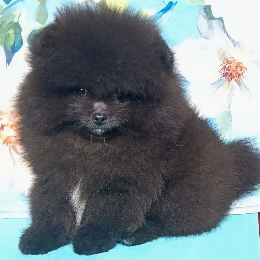 Черный жемчуг