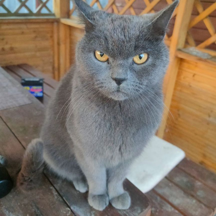 Британский короткошёрстный кот, взрослый