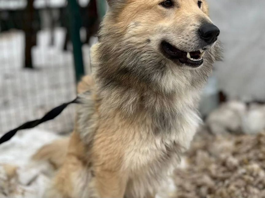 Гамбит, собака в поиске дома