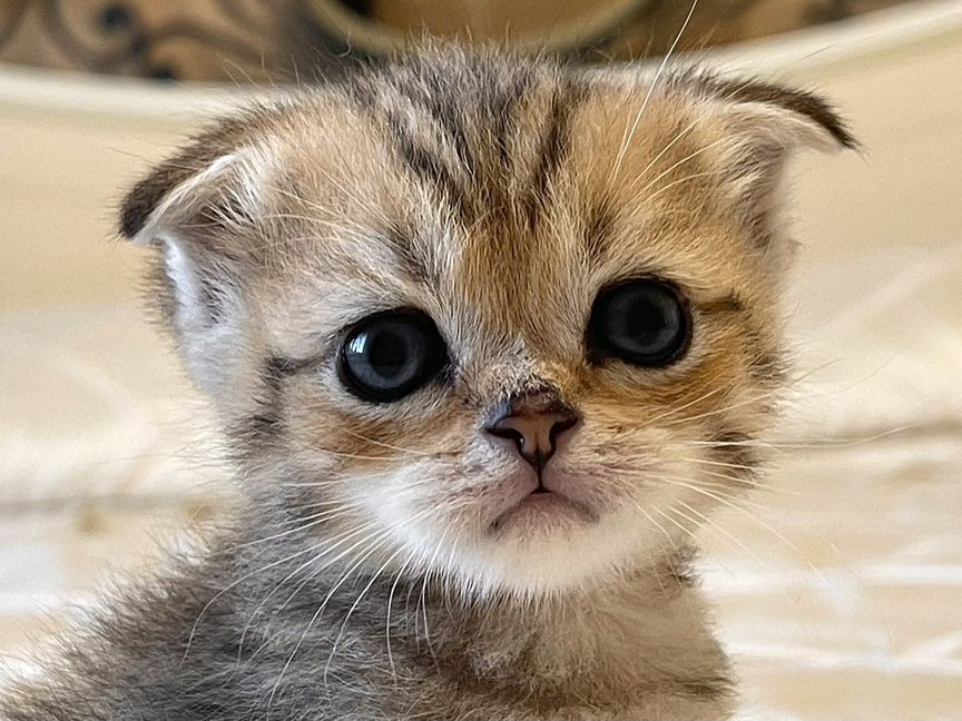 Вислоухий плюшевый котик 1 мес