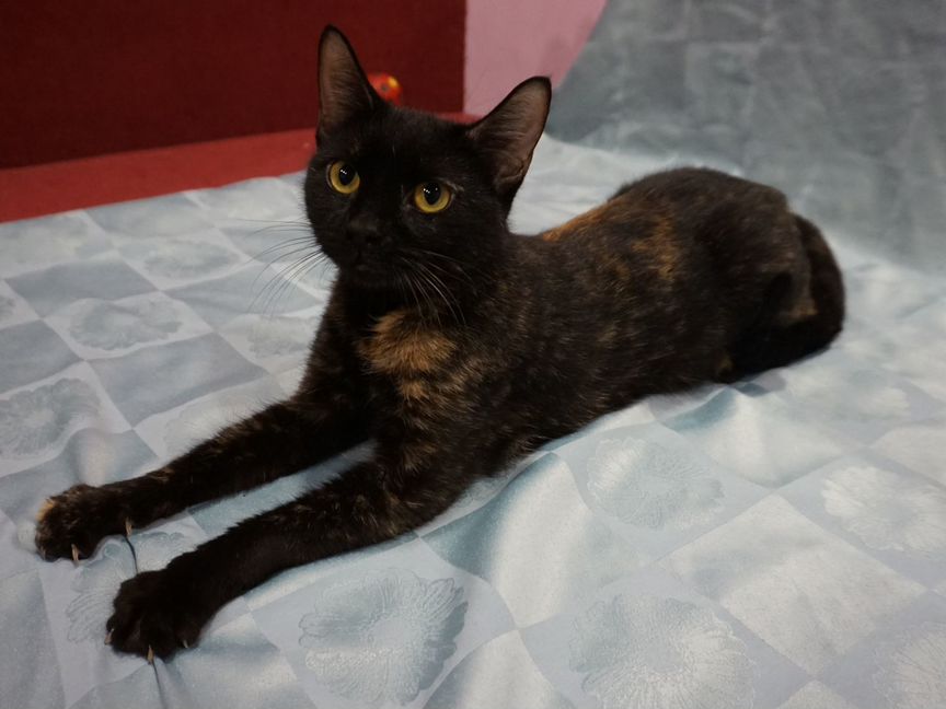 Красивая кошечка черепахового окраса 1 год ждет