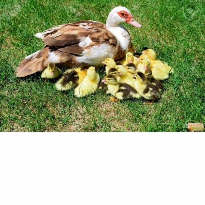 Индоутки с утятами