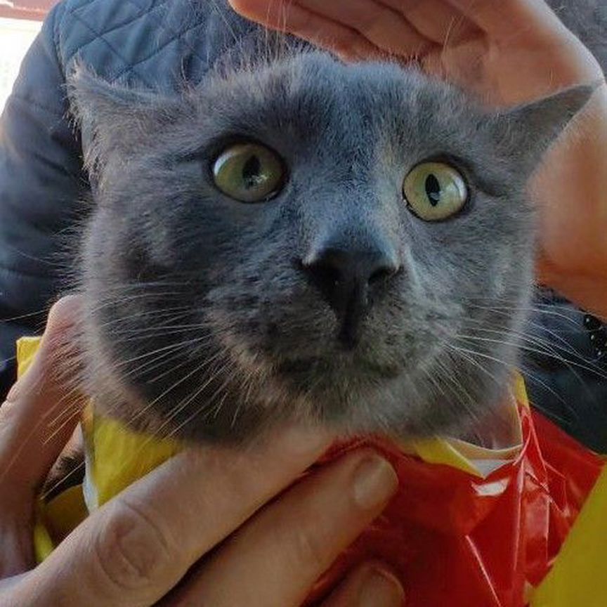 Кот в добрые руки