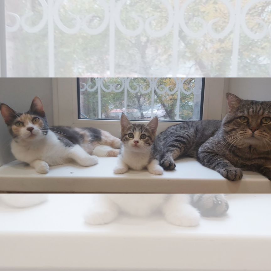 Кошечка кельтская