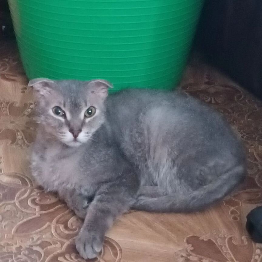 Взрослый кот в добрые руки