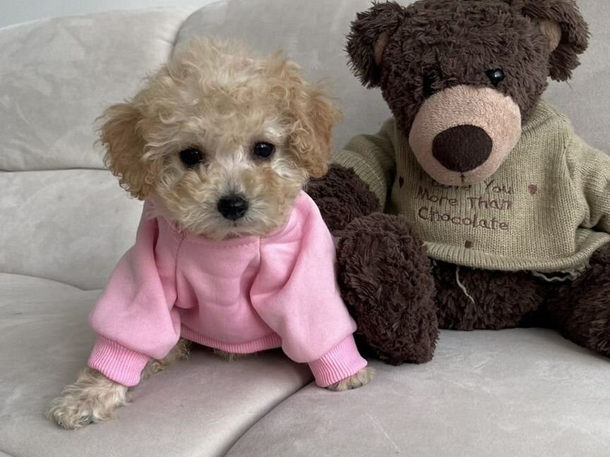 Мальтипу f1 мини