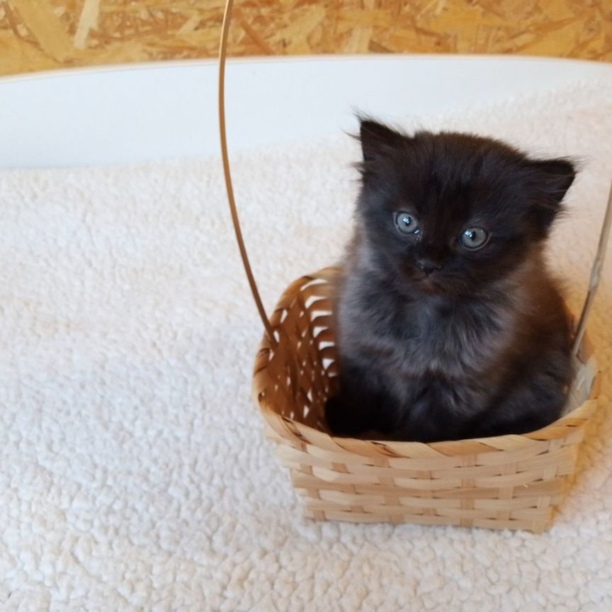 Кошечка в добрые руки