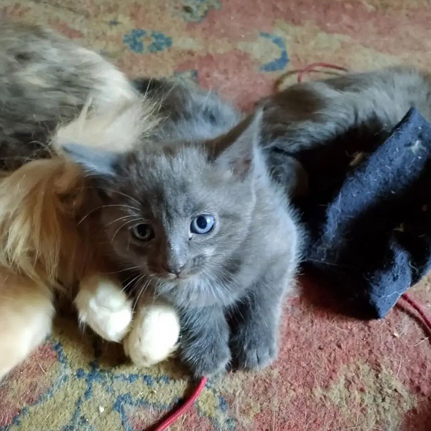 Шотландский прямоухий длинношёрстный котёнок