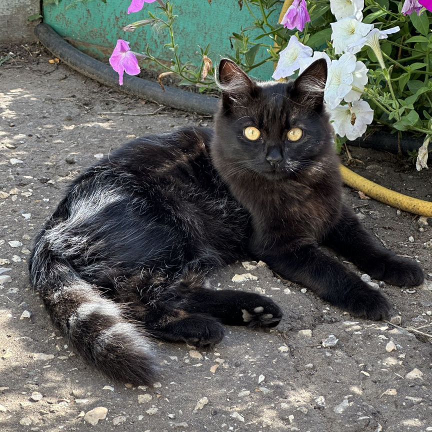 Котенок мальчик в добрые руки