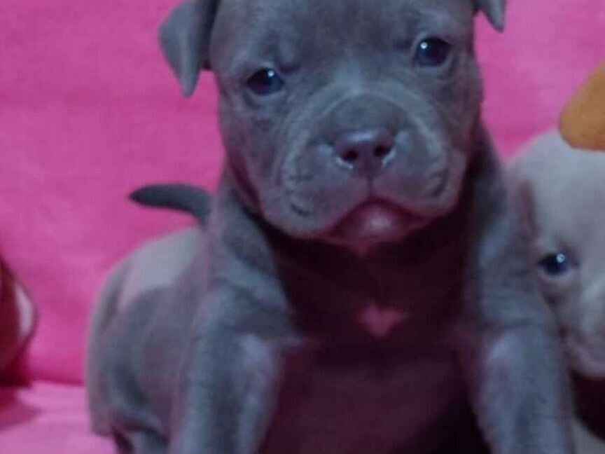 Американский булли, бронь