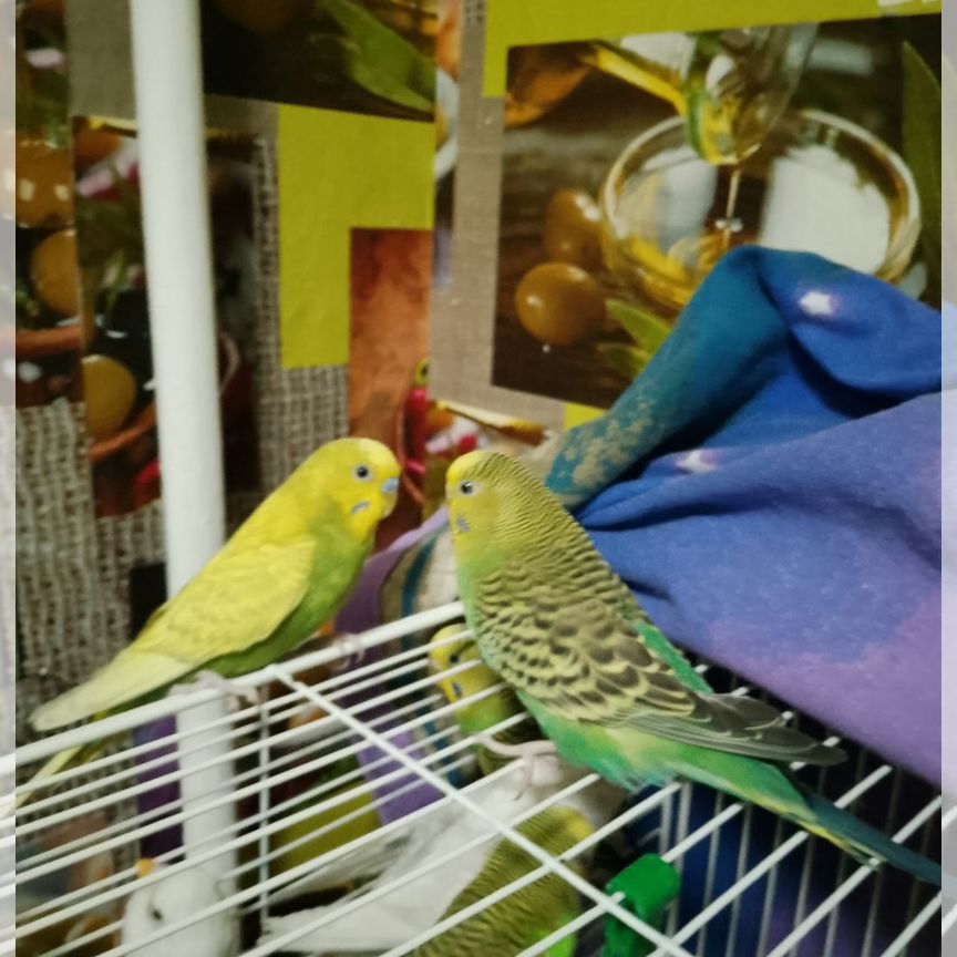 Волнистый попугай