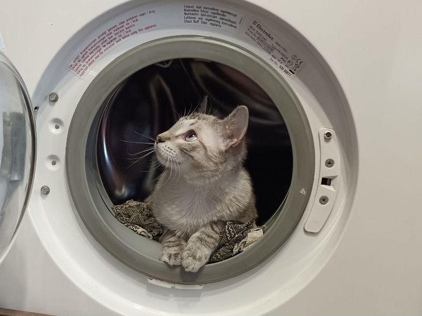 Котик очень ласковый и умный